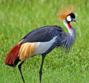 12 Days Birding Tour Uganda